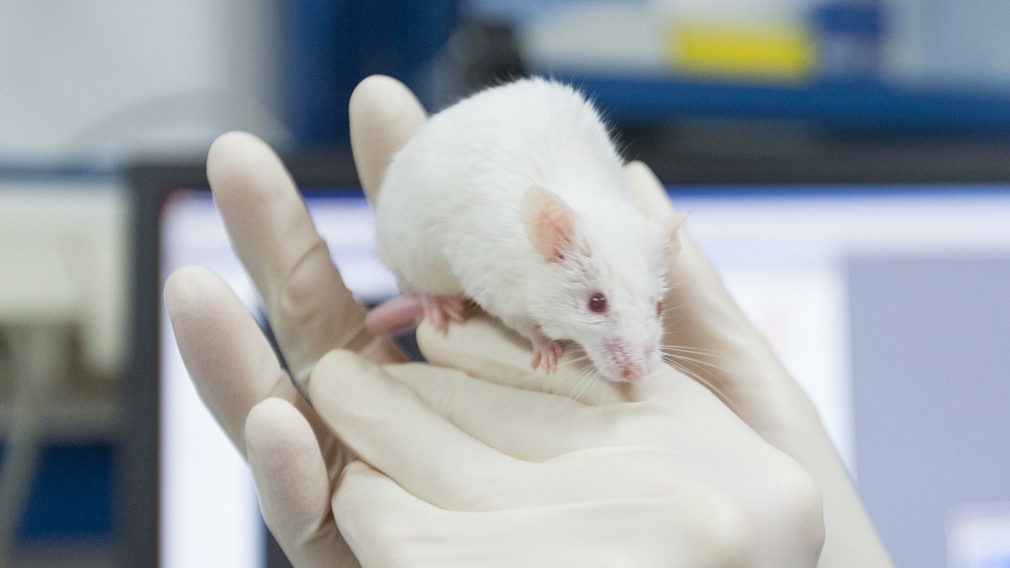 Crispr Scientists Breed Healthy Mice From Two Females