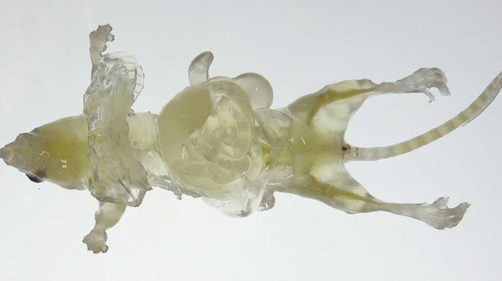 Japanese scientists create transparent mice - 9News Japanese scientists create transparent mice - 9News