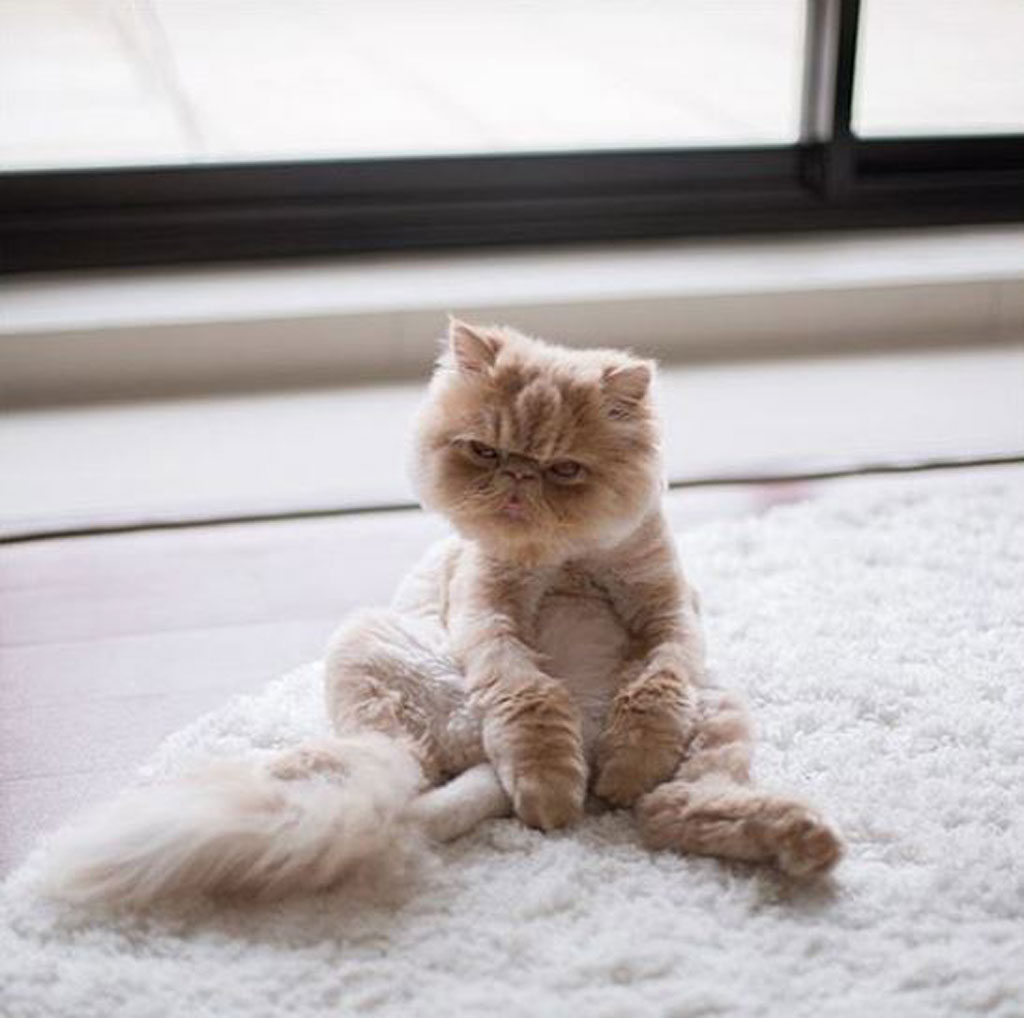 karl stefanovic grumpy cat