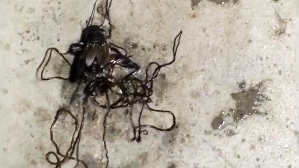 Parasites escape from dead cricket - 9Pickle