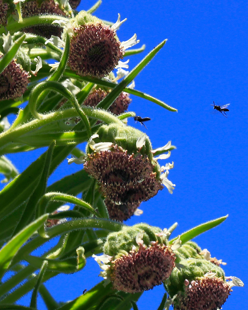 Mauna Loa Animals Live