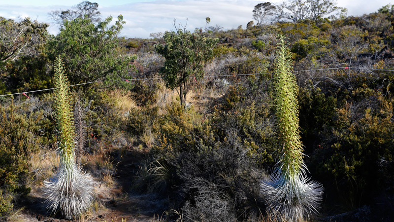 Mauna Loa Animals Live