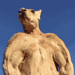 Buff Kangaroo Gif