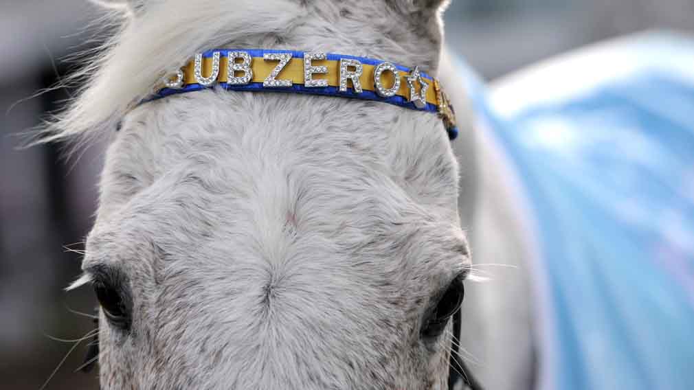 Subzero: Melbourne Cup winner fighting for his life after colic bout