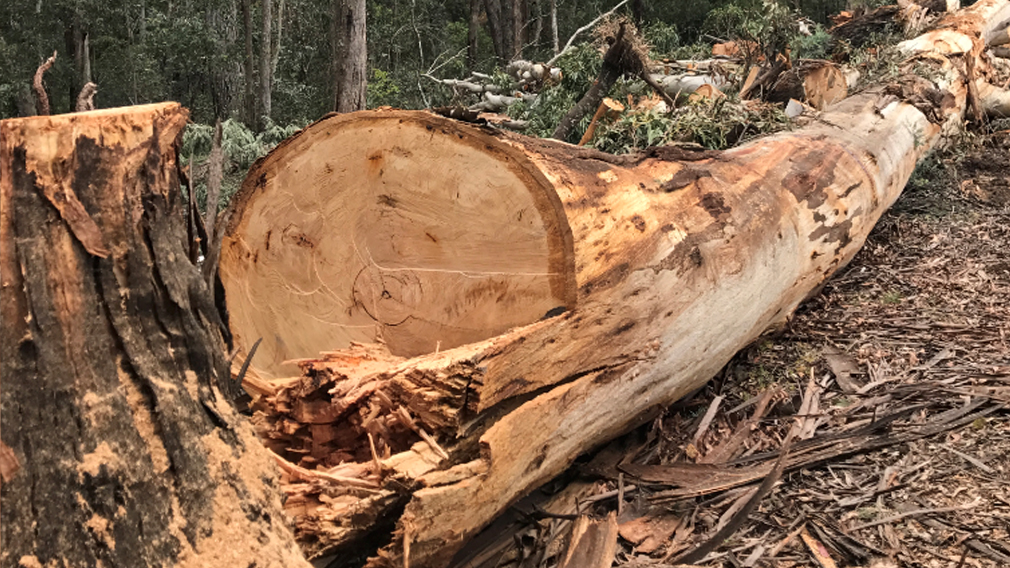 Vandals cut down century-old trees in Victoria's Lerderderg State Forest