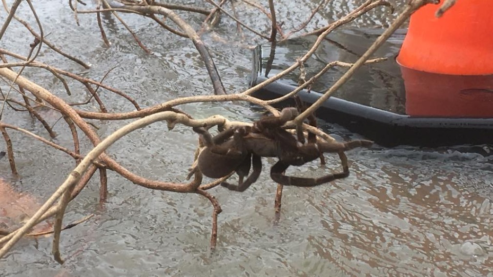 Queensland floods giant spider rescued from tree branch