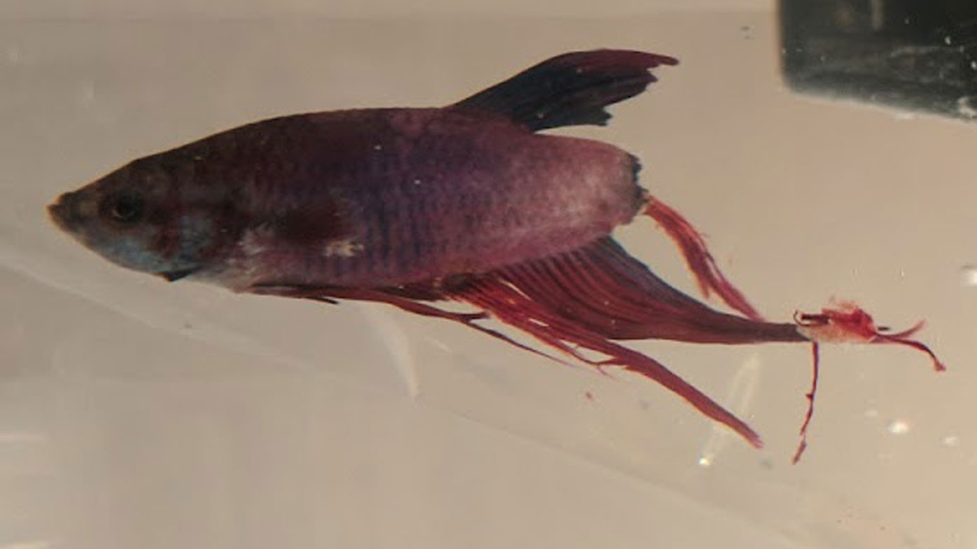 ‘Rotting’ betta fish makes amazing transformation after being ...