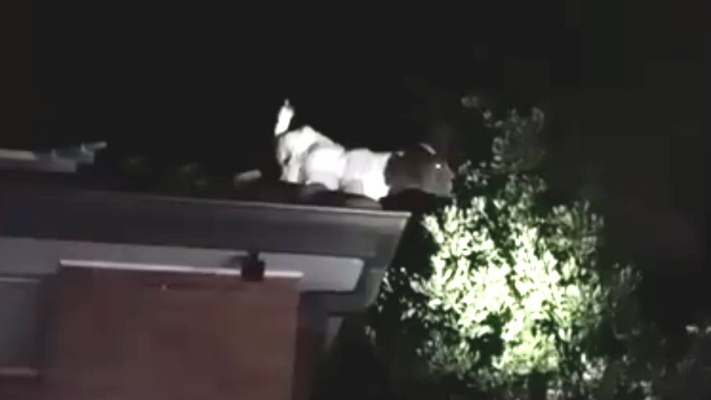 Goat rescued from rooftop by Fire and Rescue NSW