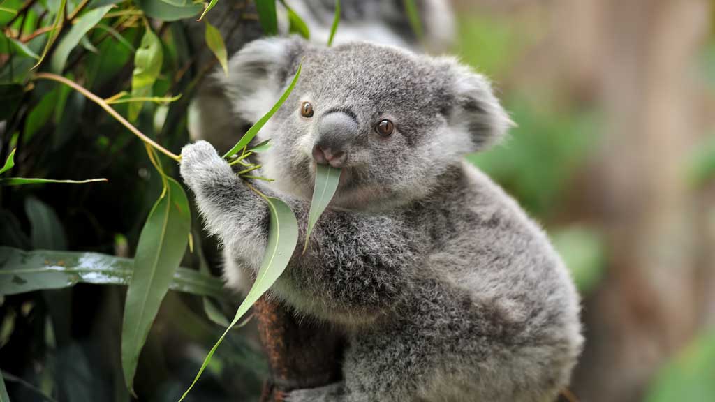 Best places to see wild koalas - 9Travel