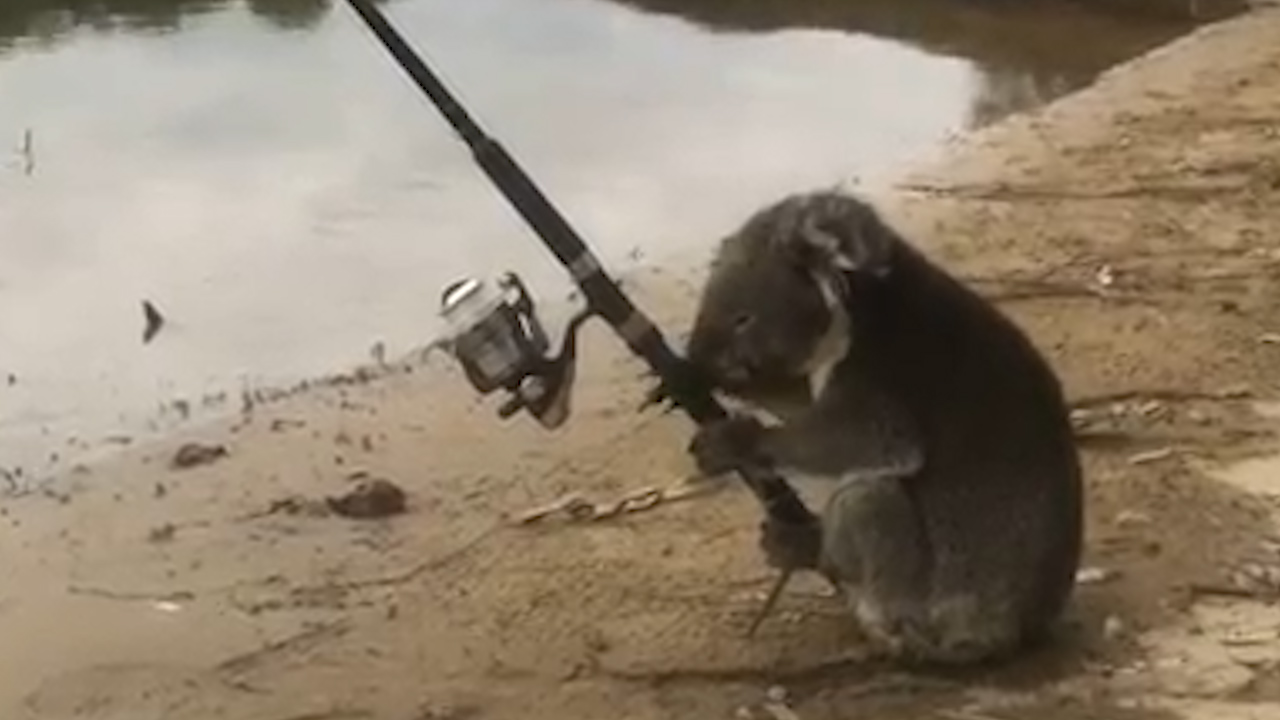 Koala fishing on Murray River