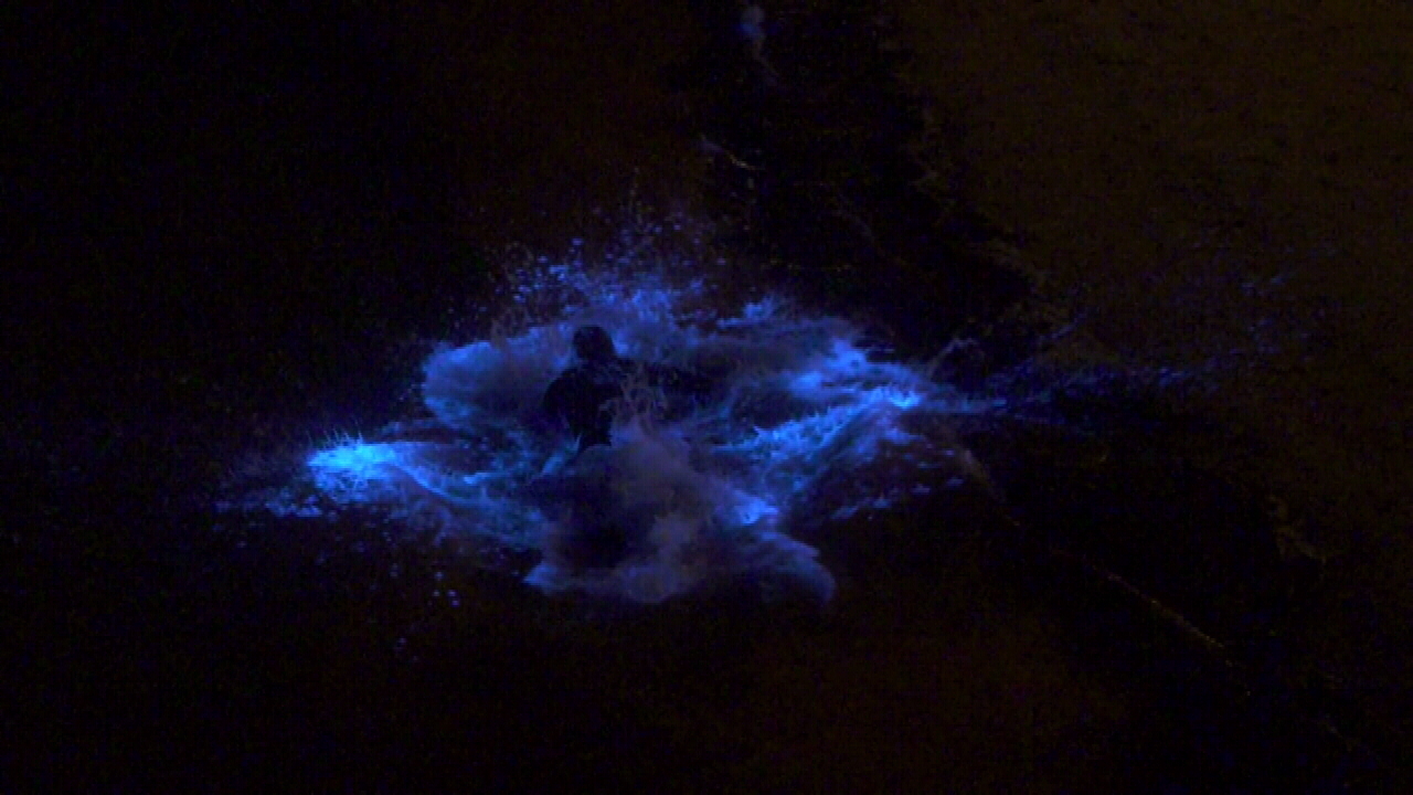 South Australia bioluminescent algae lights up Port Lincoln
