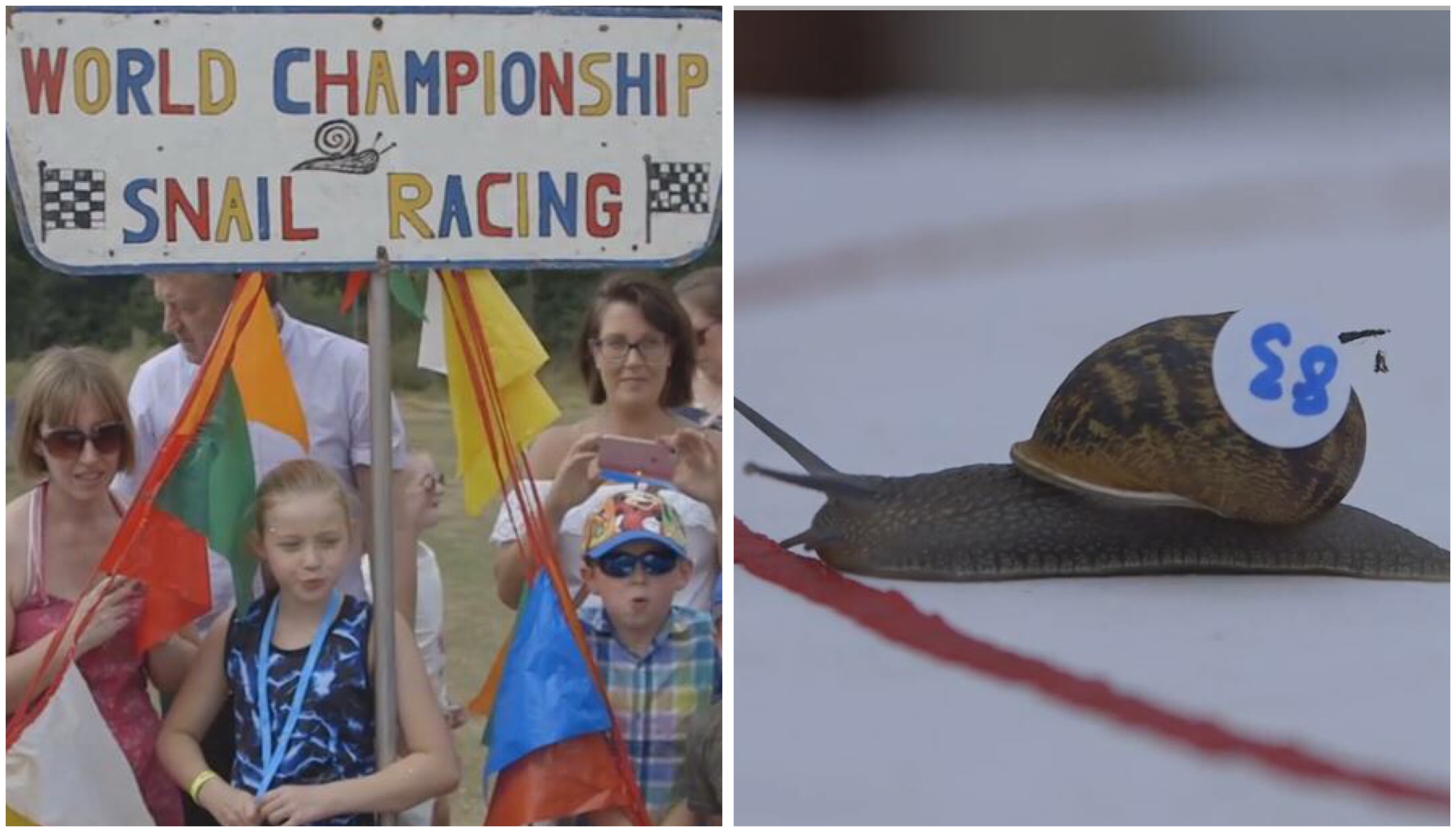 Snail racing: Hosta 2018 world champion crowned in UK