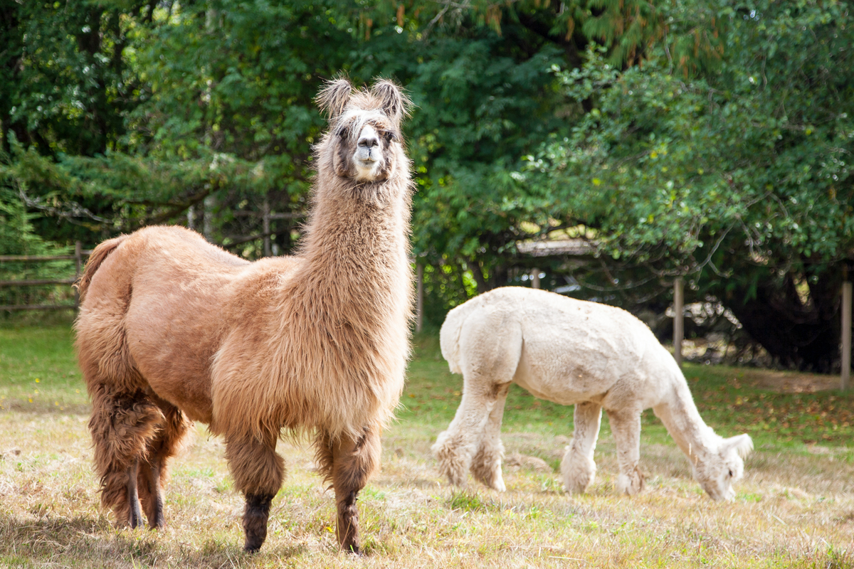 Alpaca farm vacations are the latest travel trend right now - 9Travel