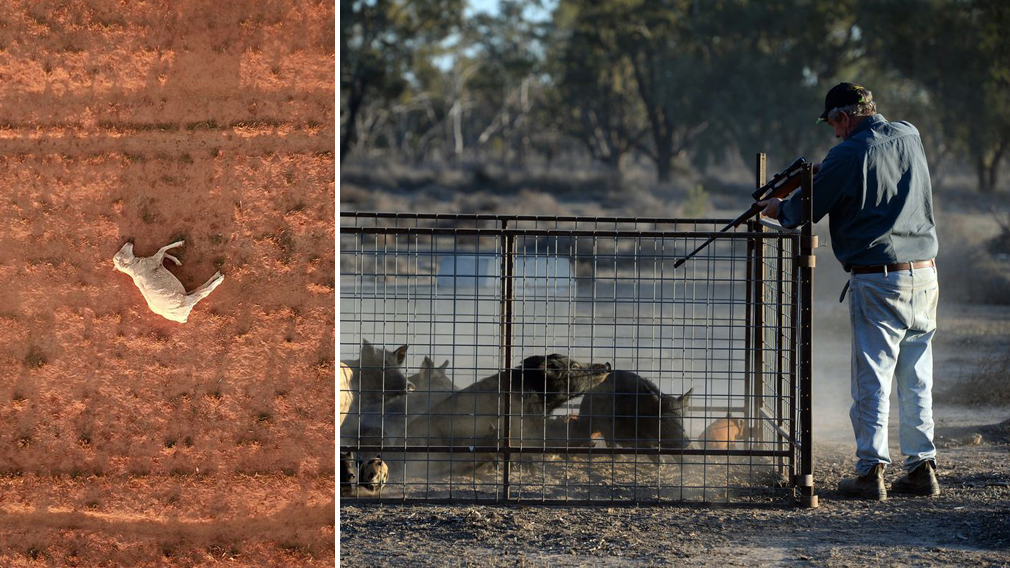 Australian drought in pictures: The brutal reality of life on the land