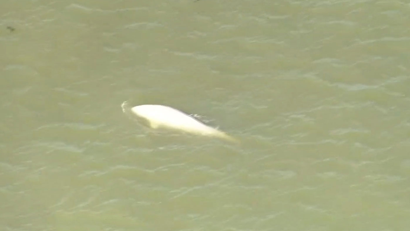 Whale in the UK's River Thames - 9News