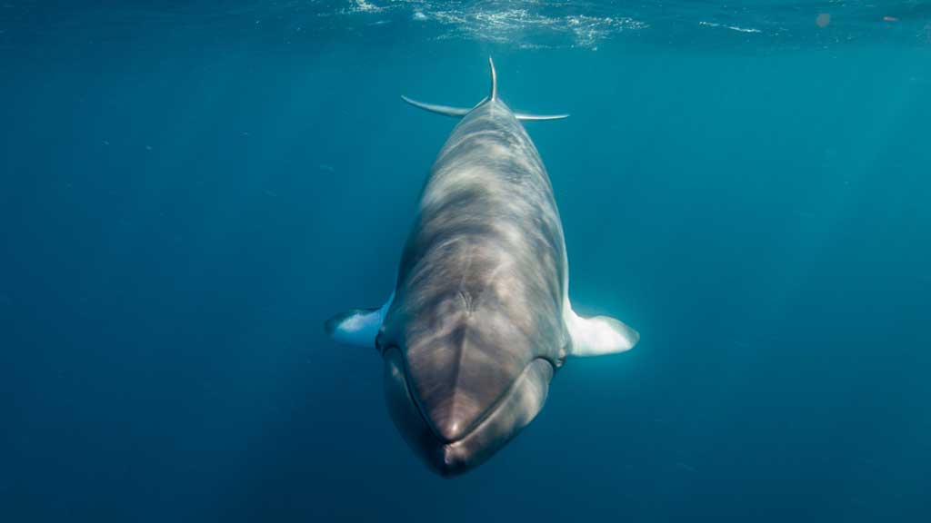 Swim with dwarf minke whales in Cairns - 9Travel