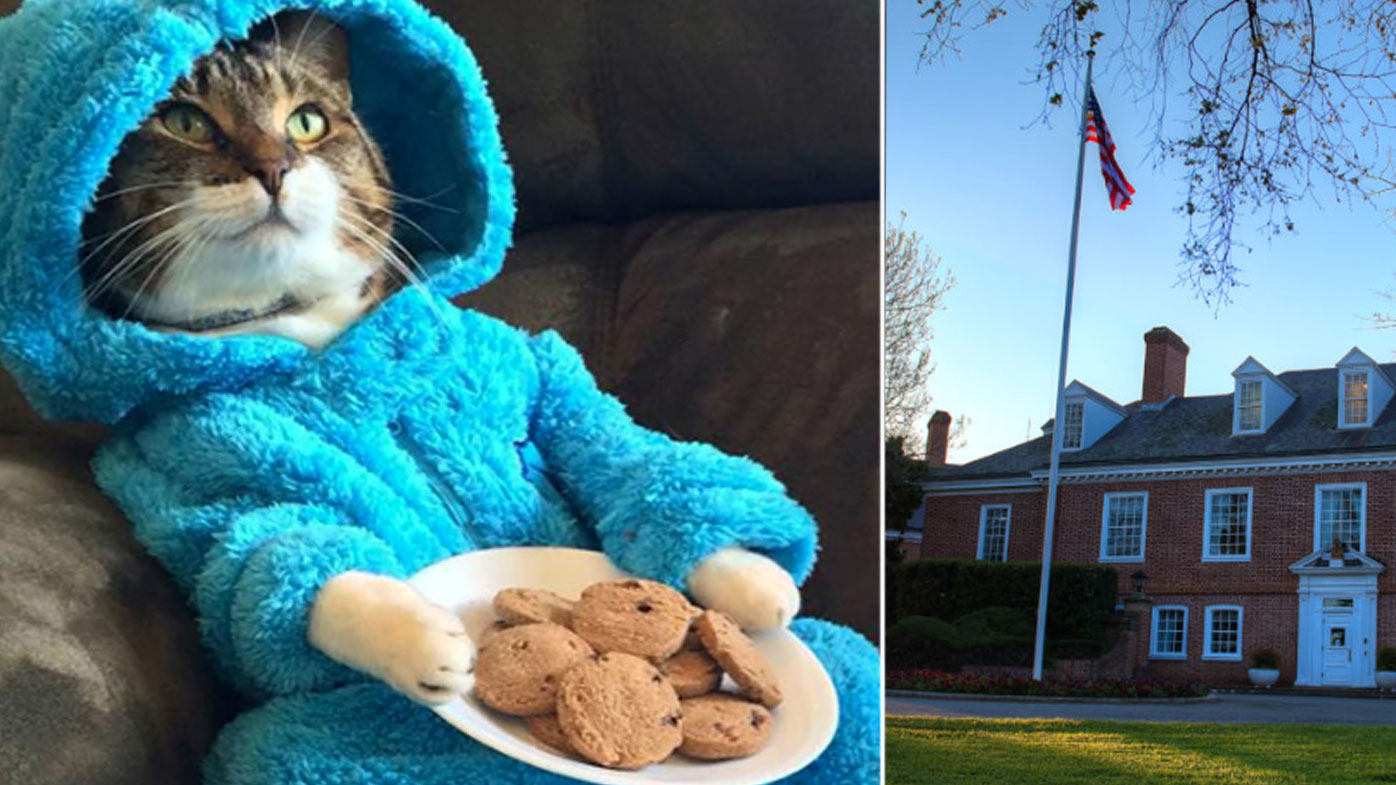 Us Embassy In Australia Accidentally Sends Photo Of Cat In