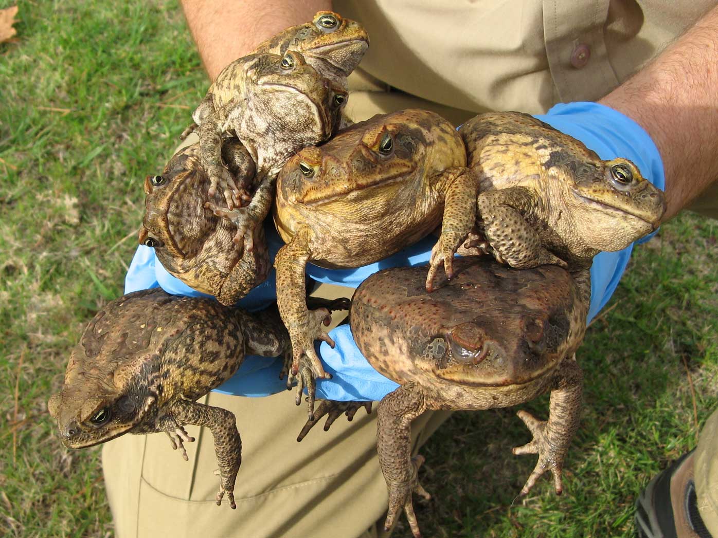 Get Nicked: How cane toads are making us question democracy - 9Pickle