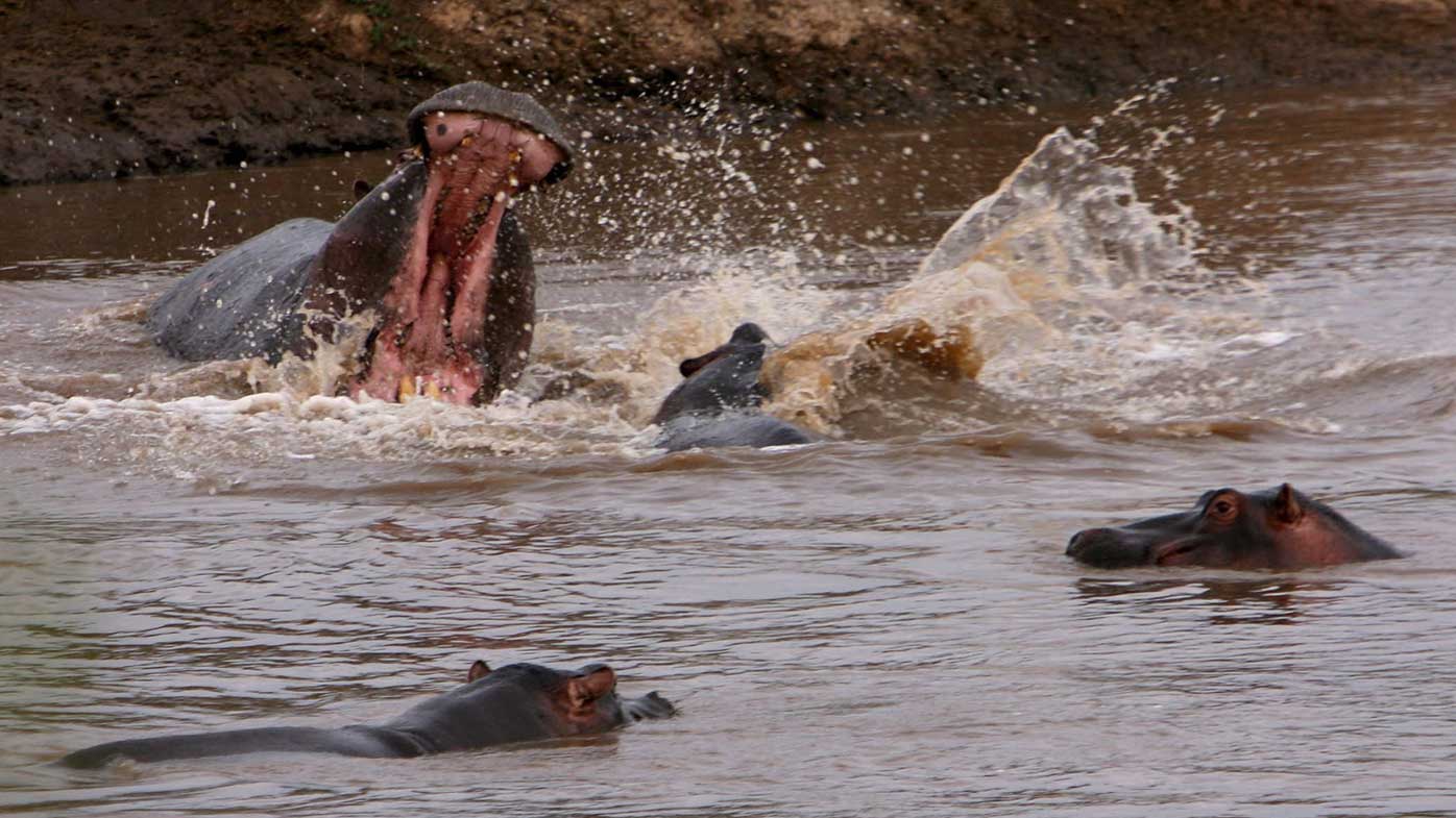 Hippo attack: US tourist recounts being dragged underwater