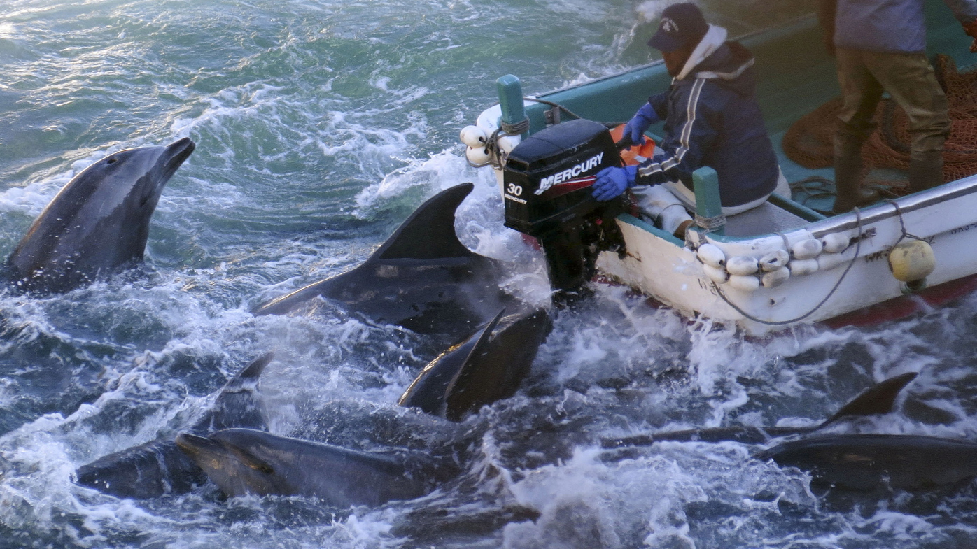 The Cove Dolphin Slaughter