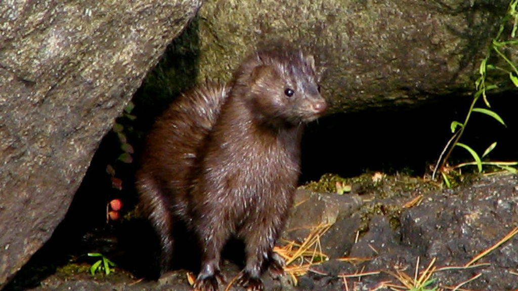 Animal activist pair facing 10 years in prison after freeing 6,000 minks