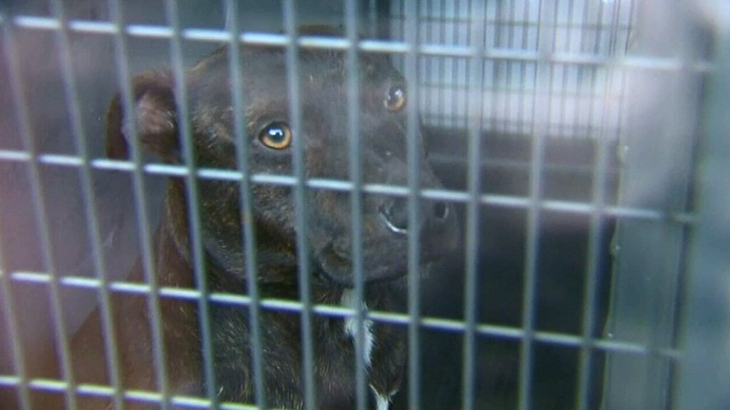 Izzy the staffie wins High Court challenge to avoid doggy death row