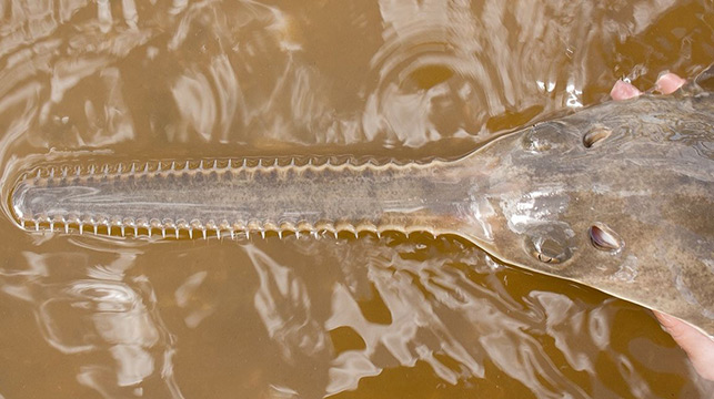 Endangered, giant sawfish reproducing with immaculate conception