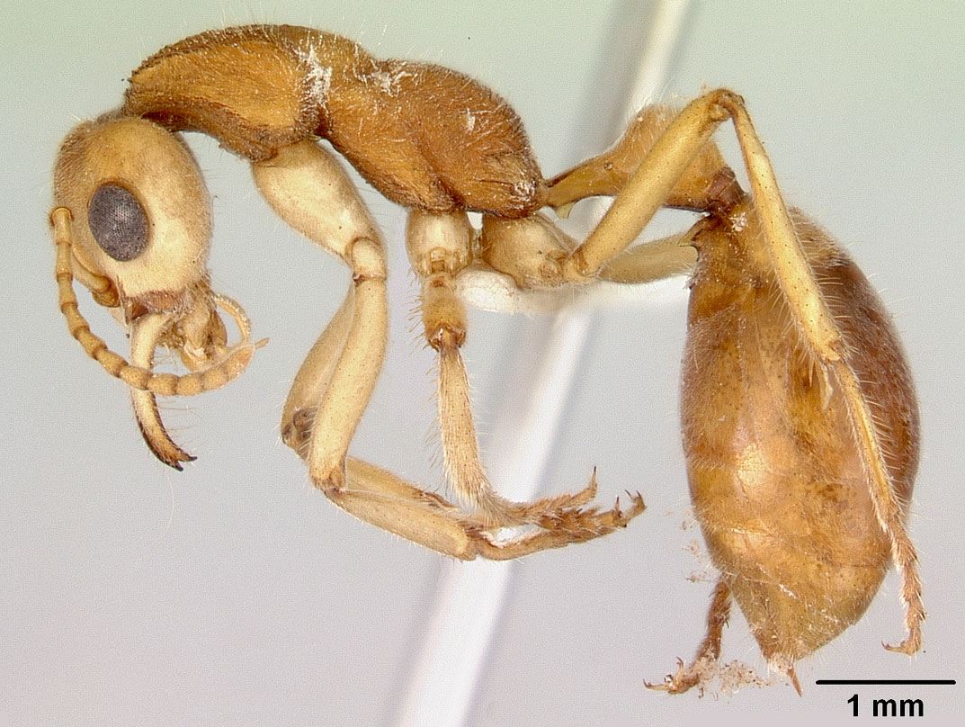 Lost 'dinosaur ant' rediscovered in unbelievable stroke of fate - 9Pickle