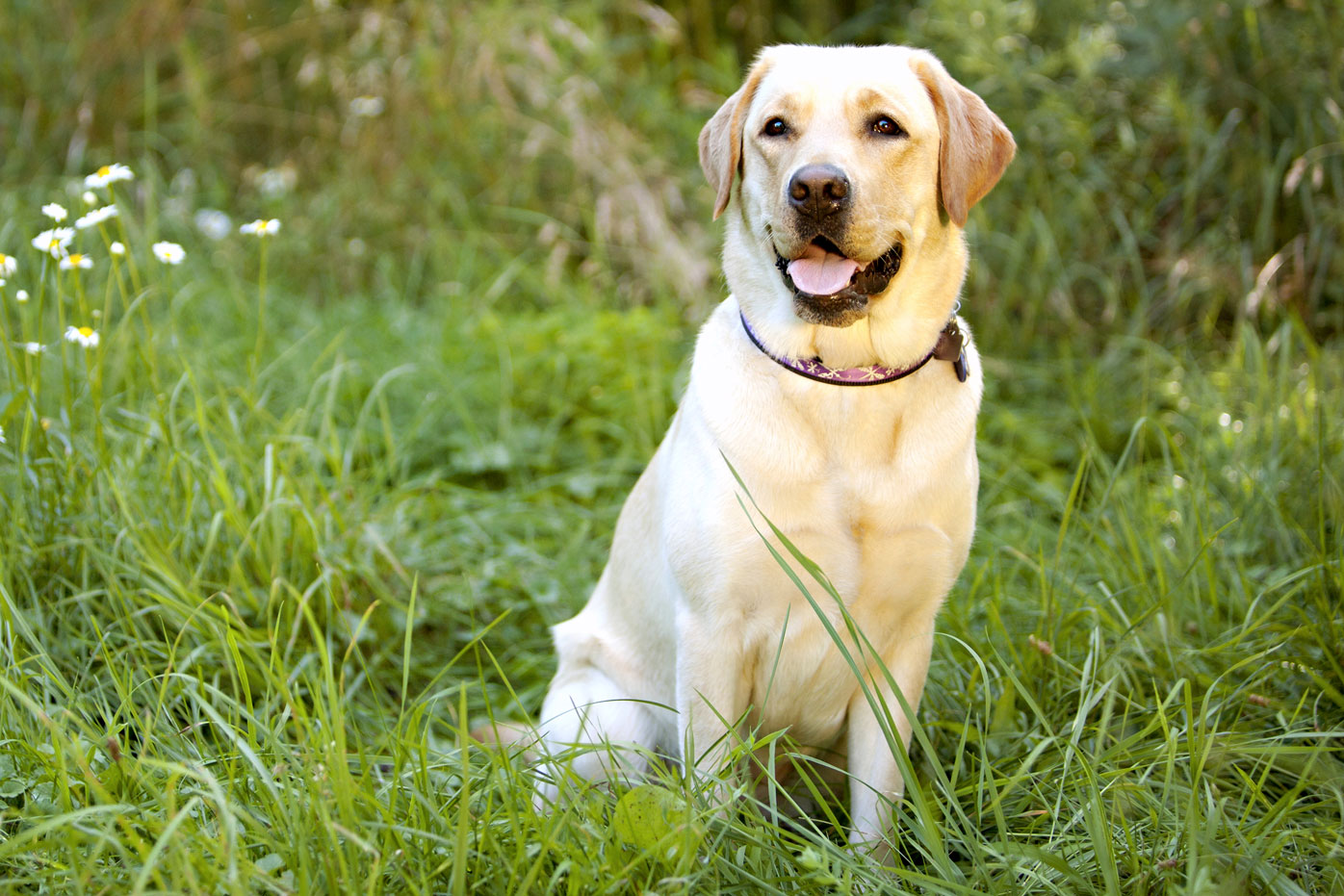 11 active dog breeds perfect for fitness lovers | 9Coach