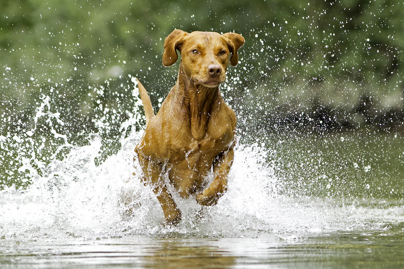 11 active dog breeds perfect for fitness lovers | 9Coach
