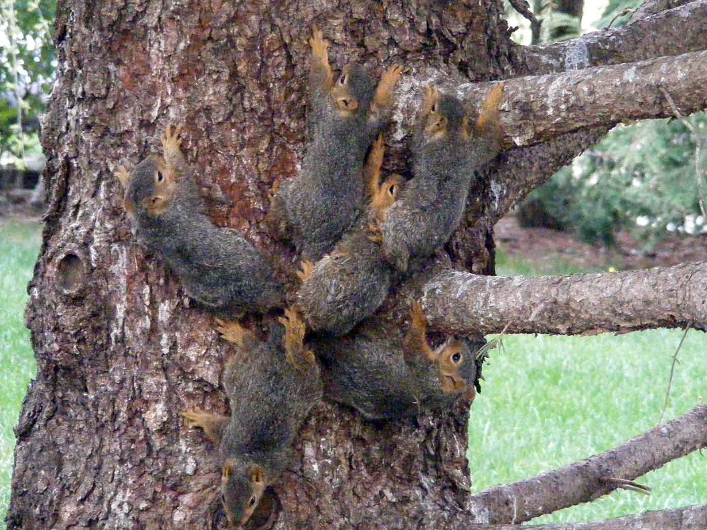 Baby Squirrel Stuck In Tree