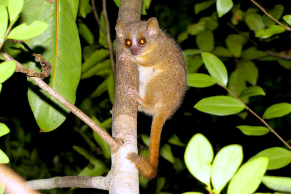 Madagascar's remarkable (and endangered) native wildlife - 9Pickle