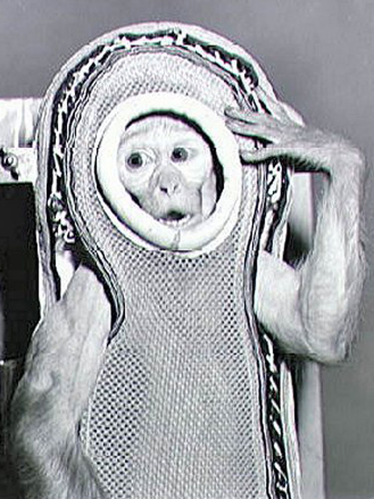 The sad story of the first monkeys and apes in space