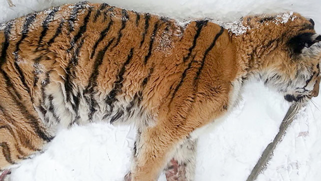 Tiger passes out on family’s porch in desperate need of a dentist - 9Pickle