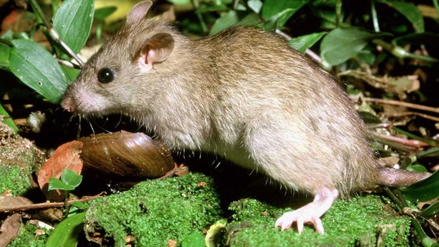 World news: Rat infestation plagues NZ town