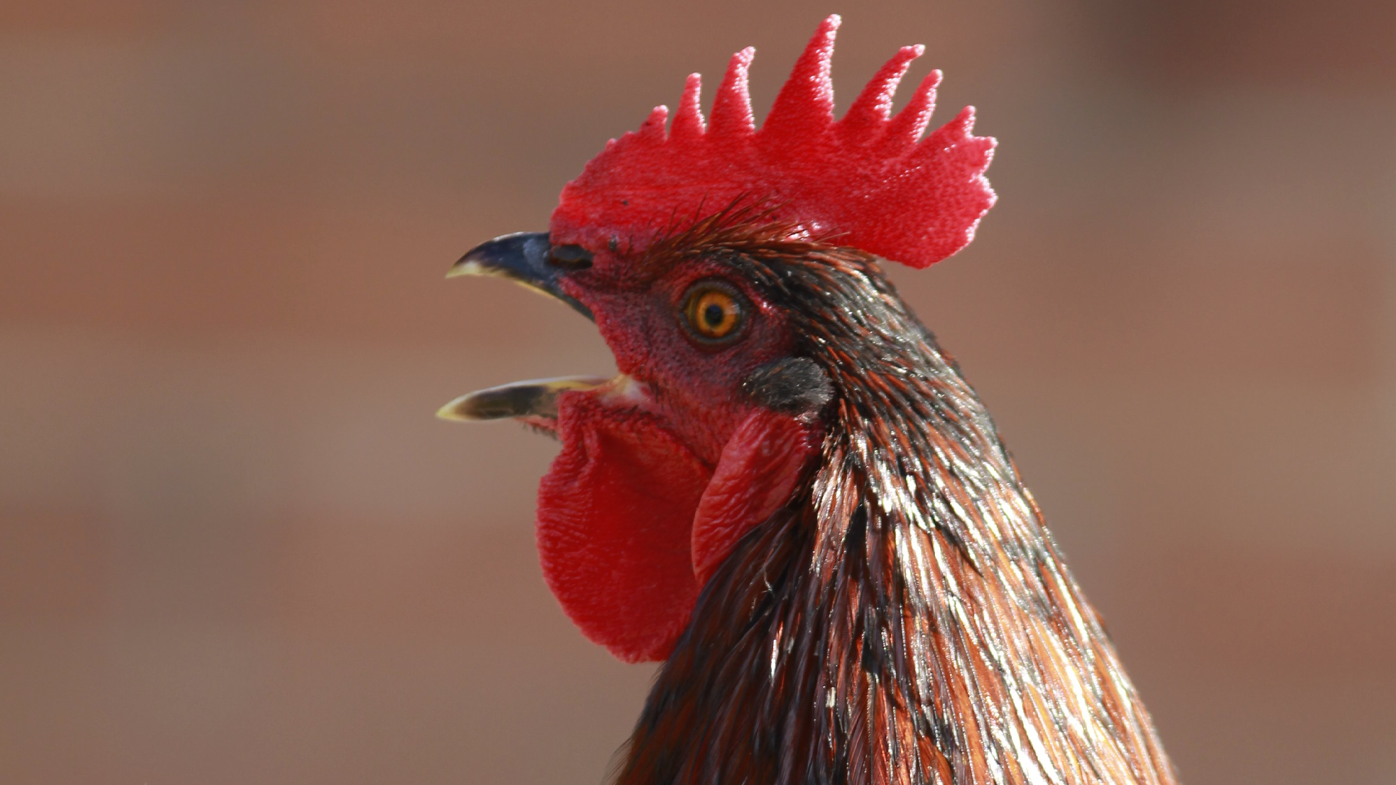 Rooster kills South Australian woman after pecking her leg