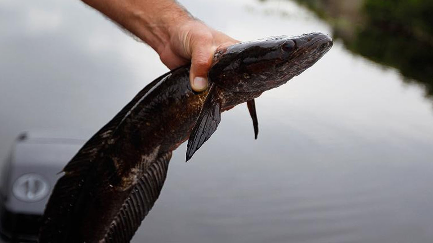 US news: New species of land-dwelling fish officials want to kill ...