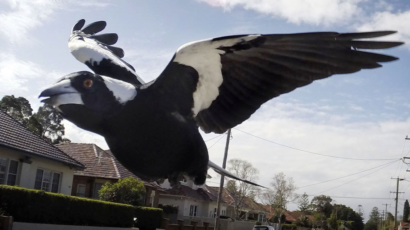 Magpie season: Council kills 'aggressive' bird responsible for multiple ...