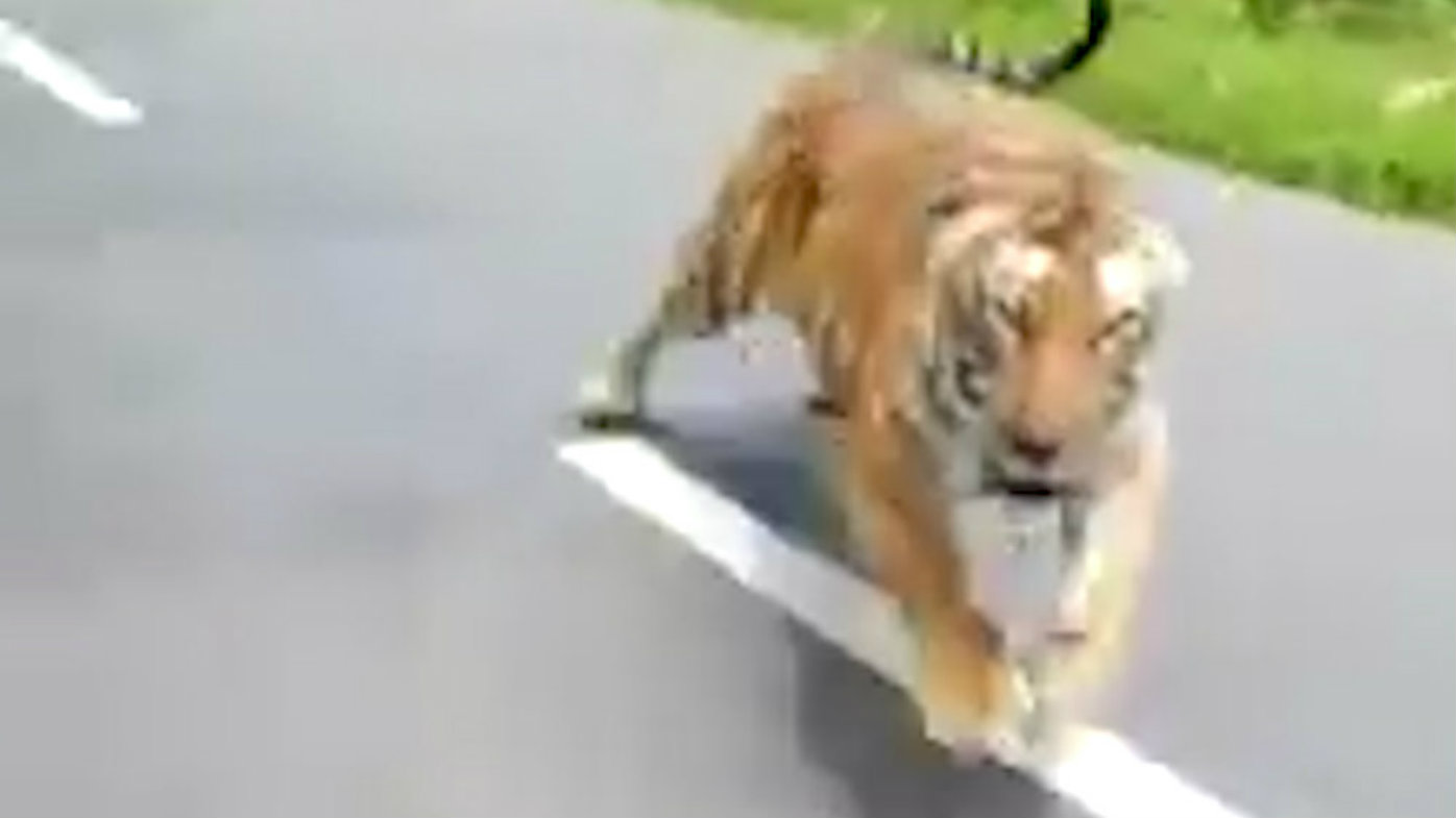 Tiger attack: Video from Indian park shows big cat chasing motorbike ...