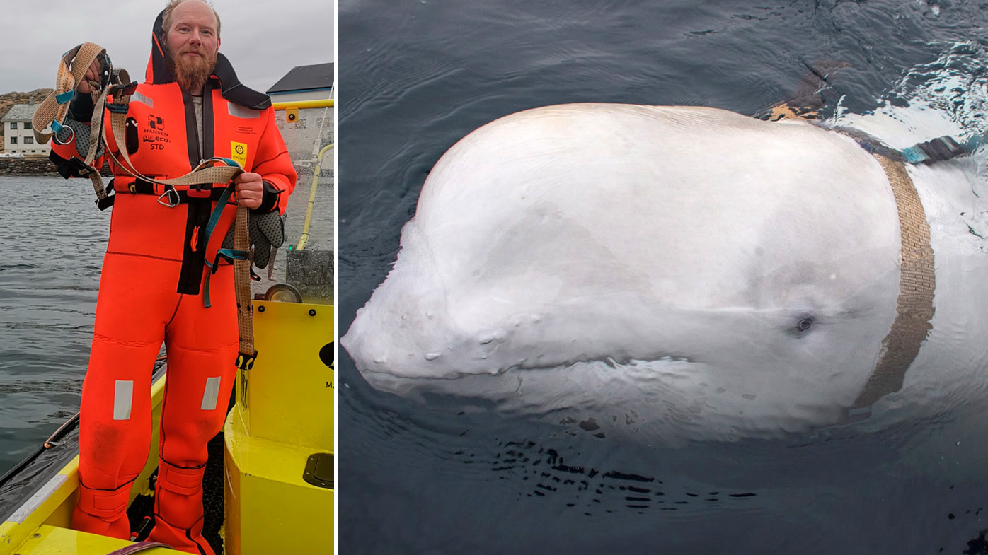 World News Norway beluga whale trained by russians harness