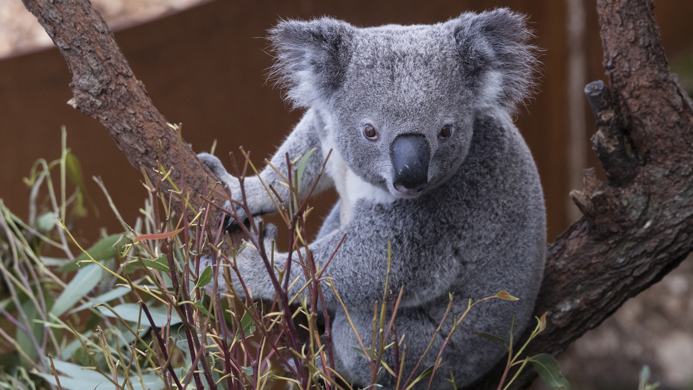 NSW news: Hundreds of koalas expected to have died in bushfires near ...