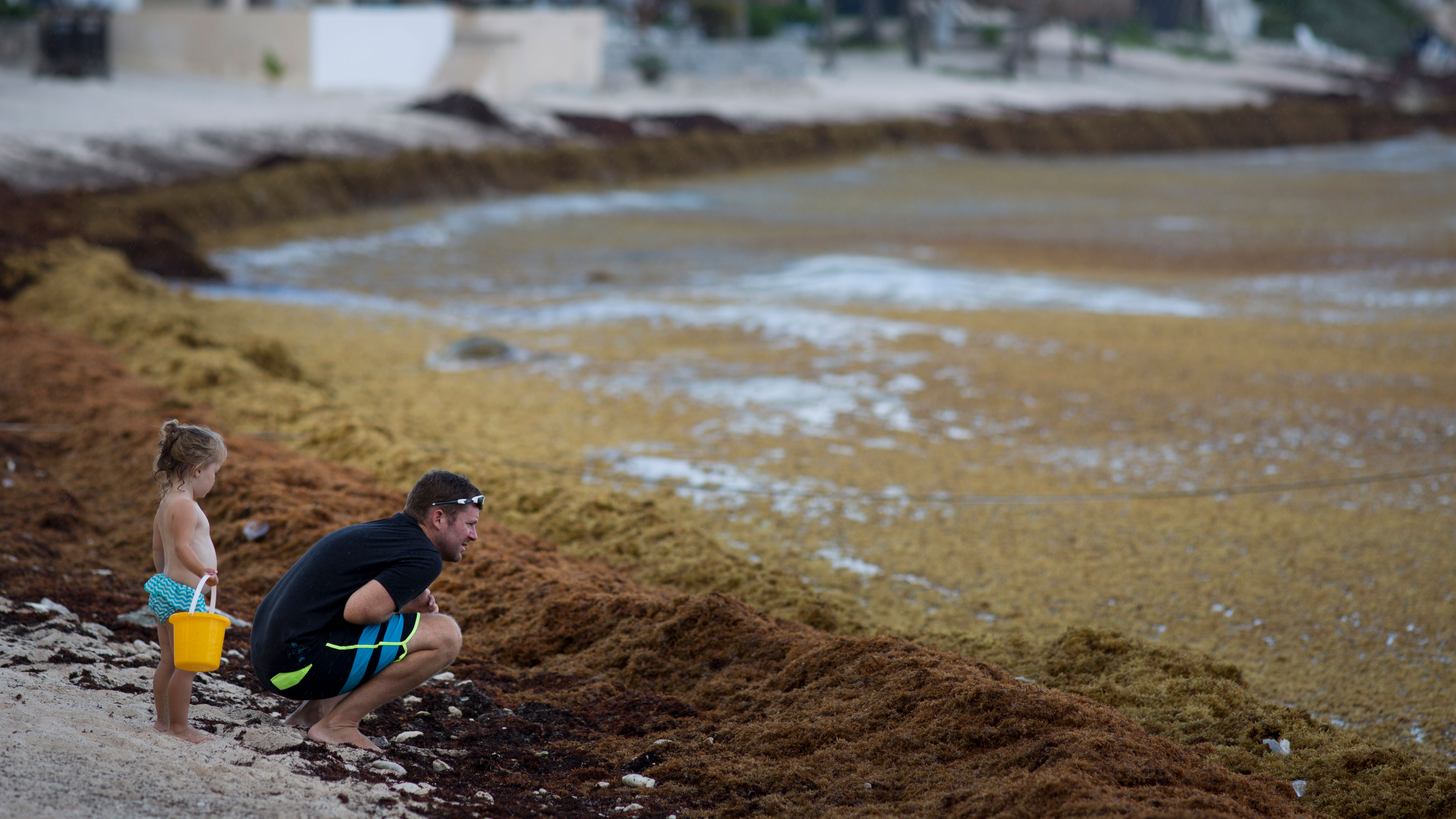 'Alarming' level of stinking algae washes up on Mexico Caribbean ...