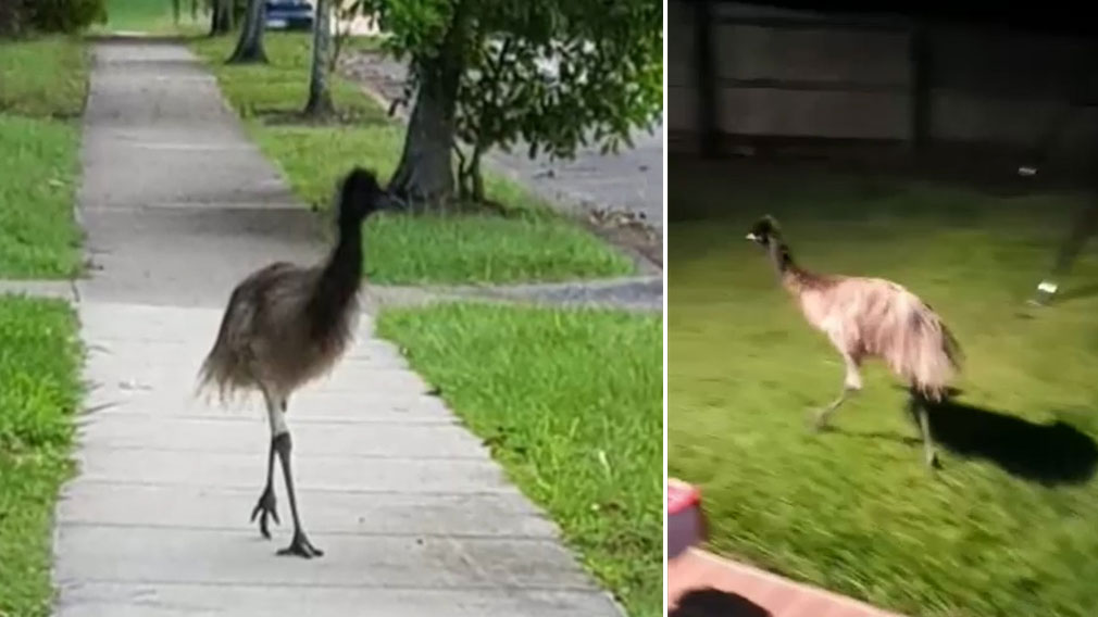 Queensland news: Eight Mile Plains residents see emu running around streets