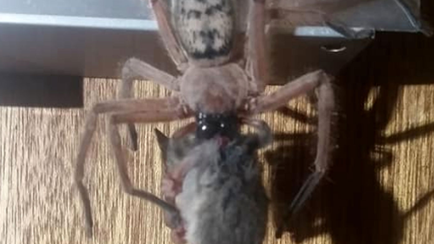 Possum-eating huntsman spider photo goes viral, Tasmania