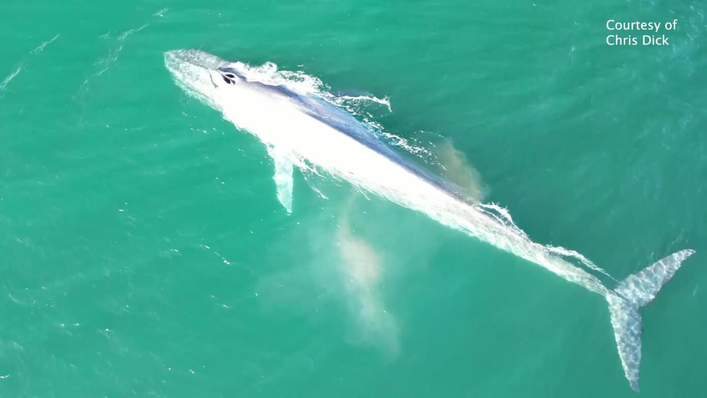Pygmy Blue Whale