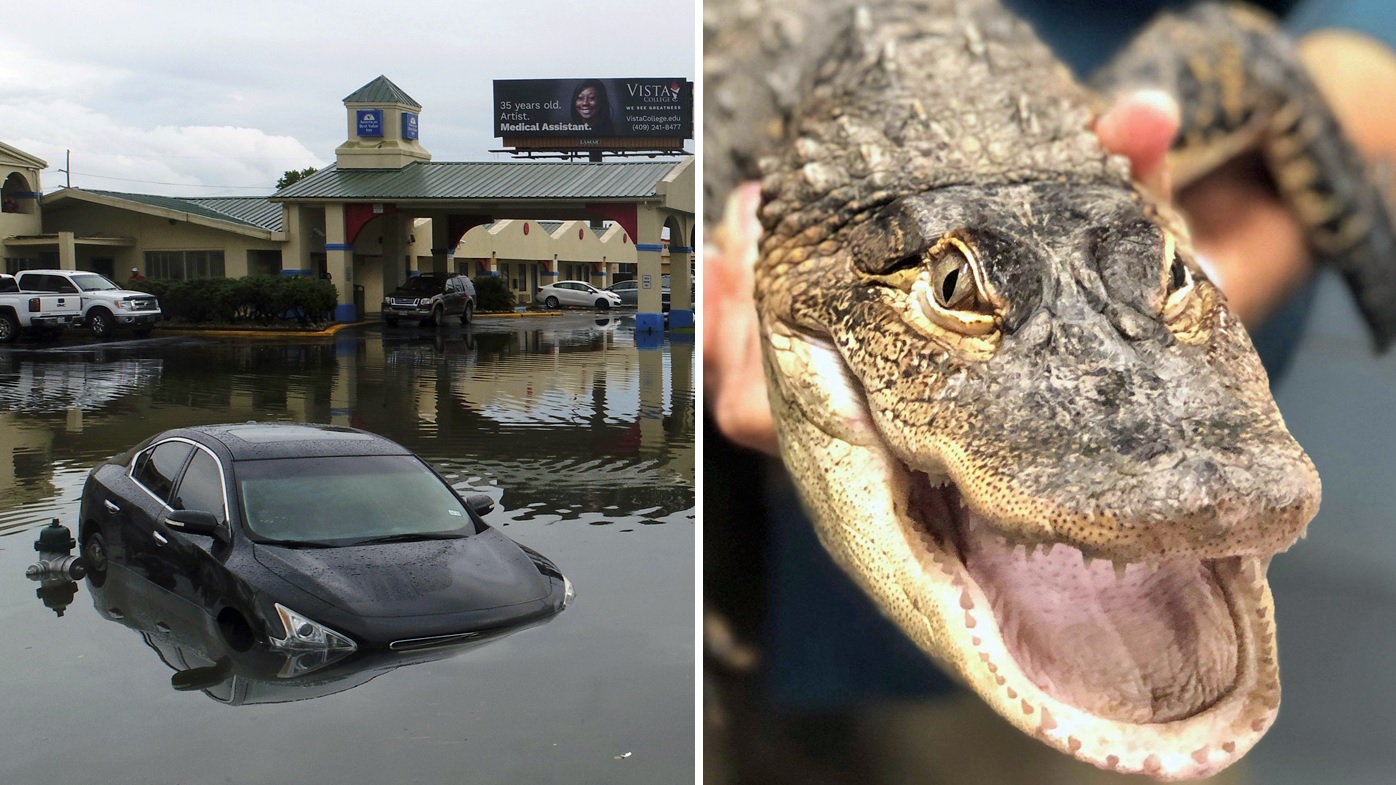 Alligators escape Gator Country park in Texas after Tropical Cyclone ...