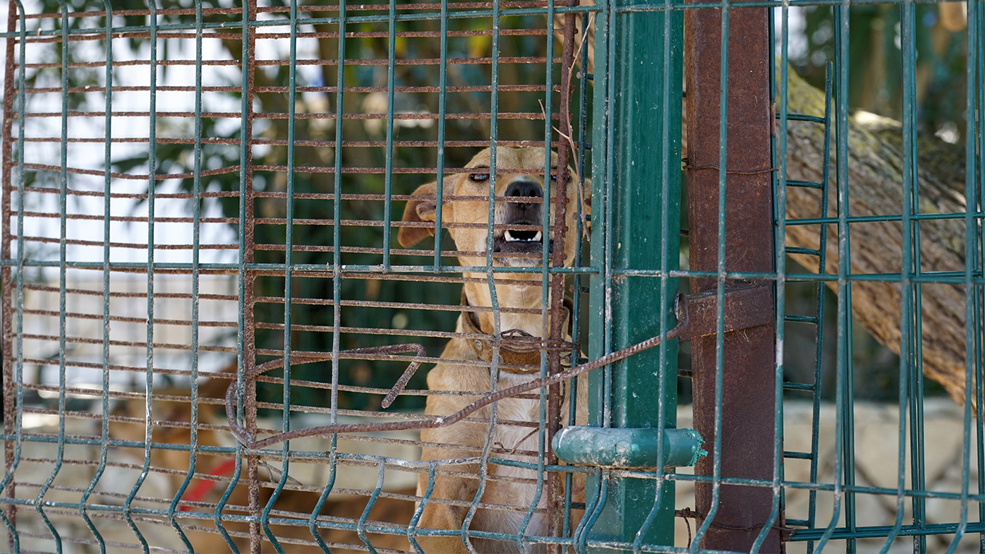 Dog Attack Hot Spots In NSW