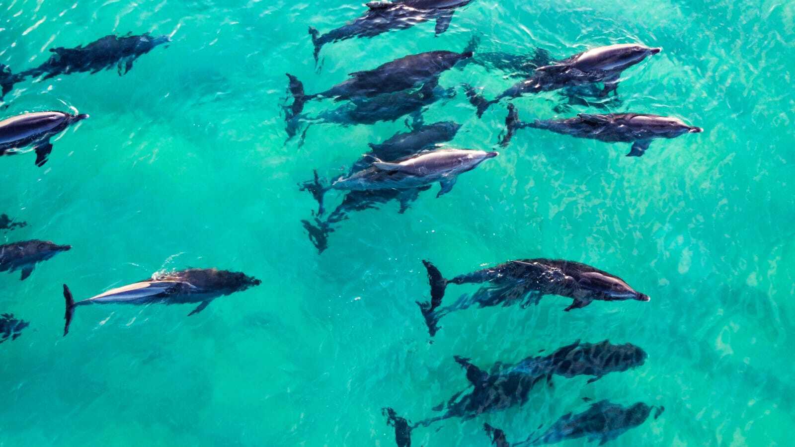 Stunning pod of 30 dolphins spotted off NSW coast – Mingooland