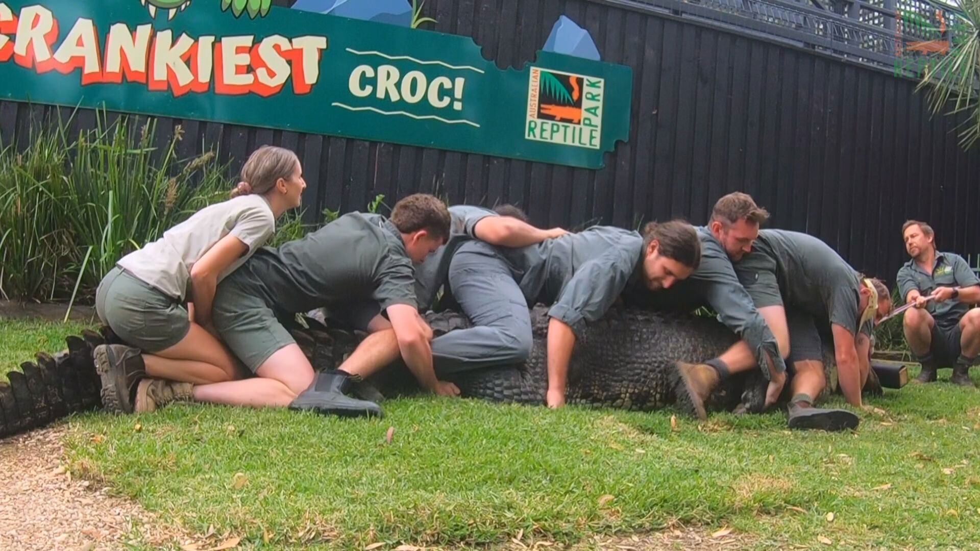 Surgery success for snappy crocodile after tooth breaks through jaw ...