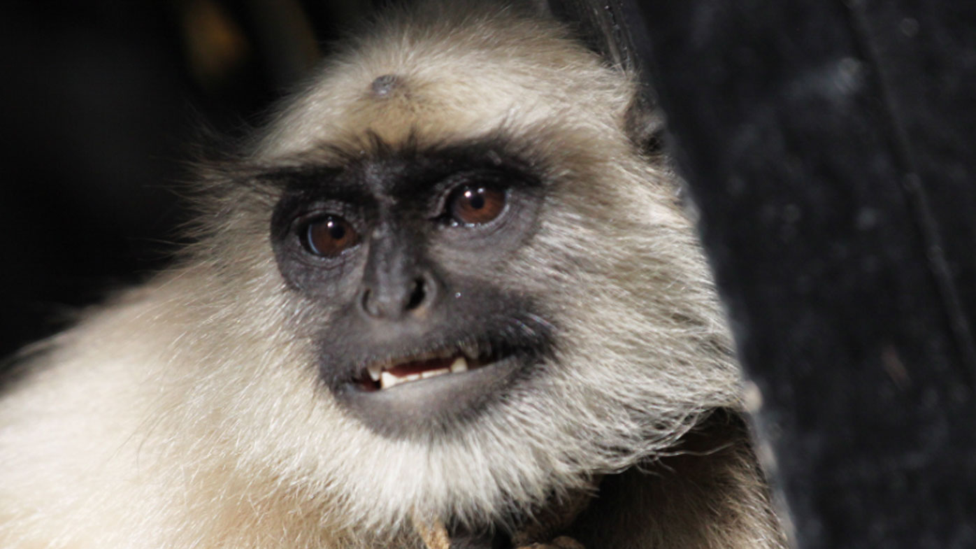 Monkey attack: Indian baby killed by primate world news